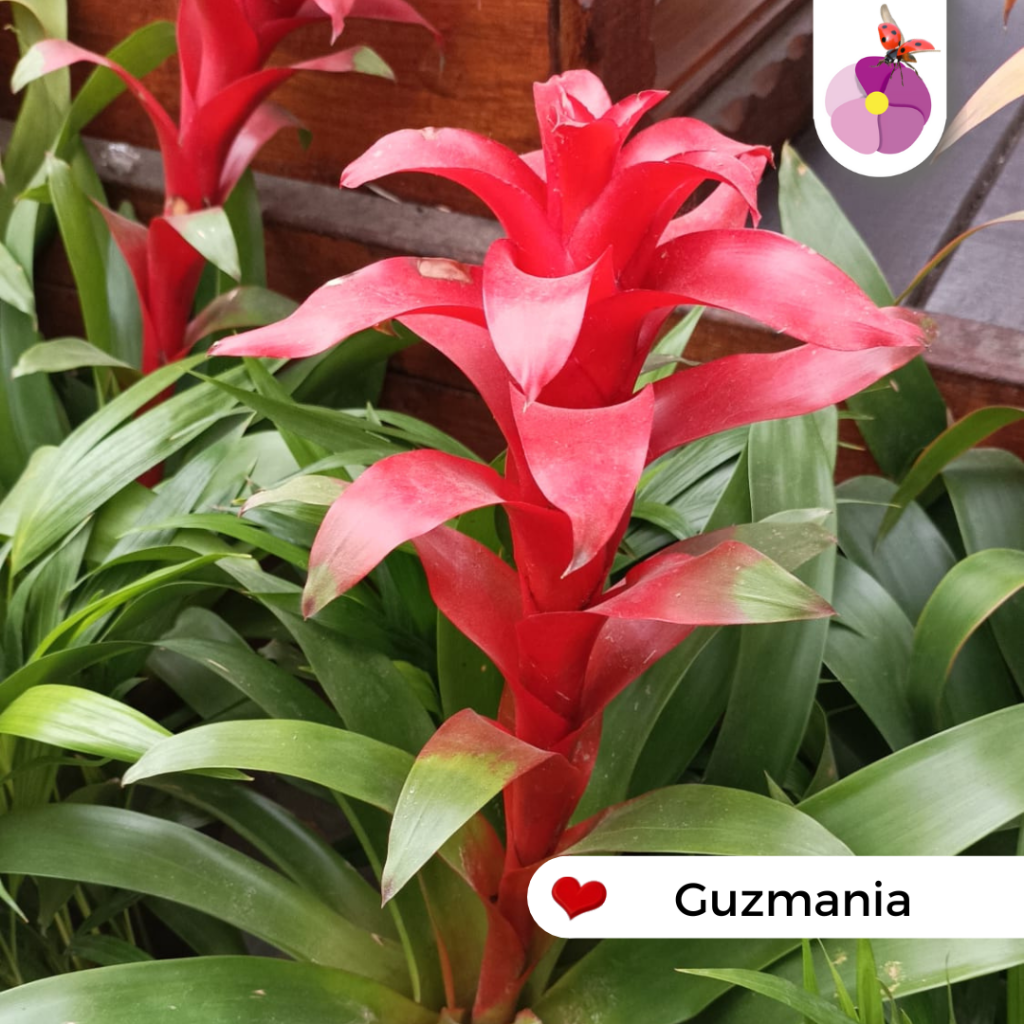 TOP 5: Plantas de flor roja que enamoran – Alvarez Cultivos