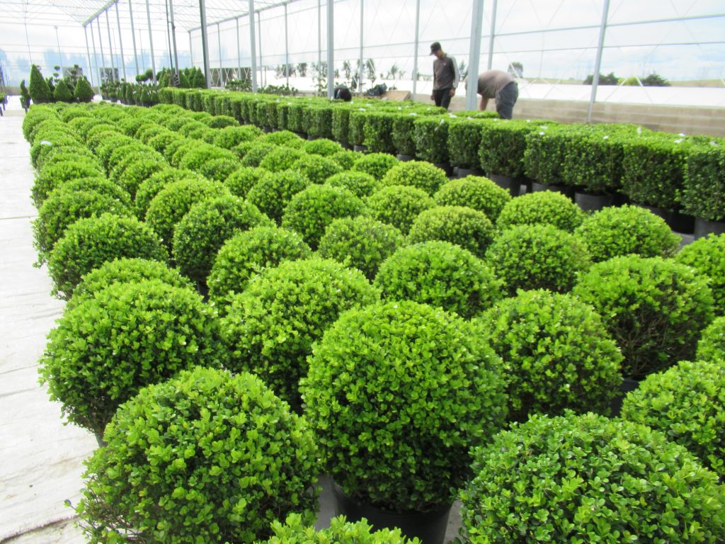 Boj – Buxus – Alvarez Cultivos