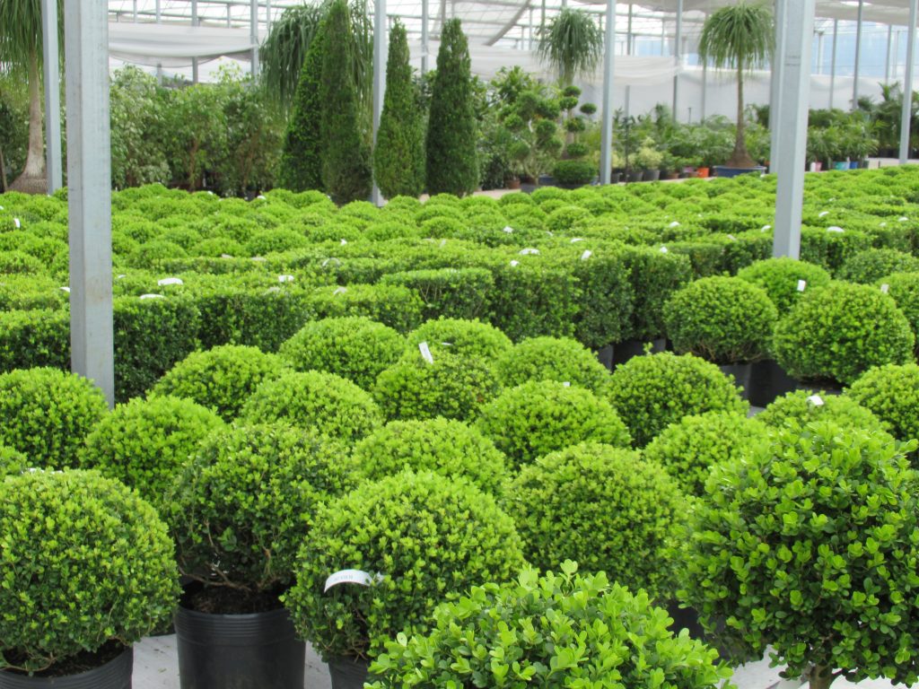 Boj – Buxus – Alvarez Cultivos