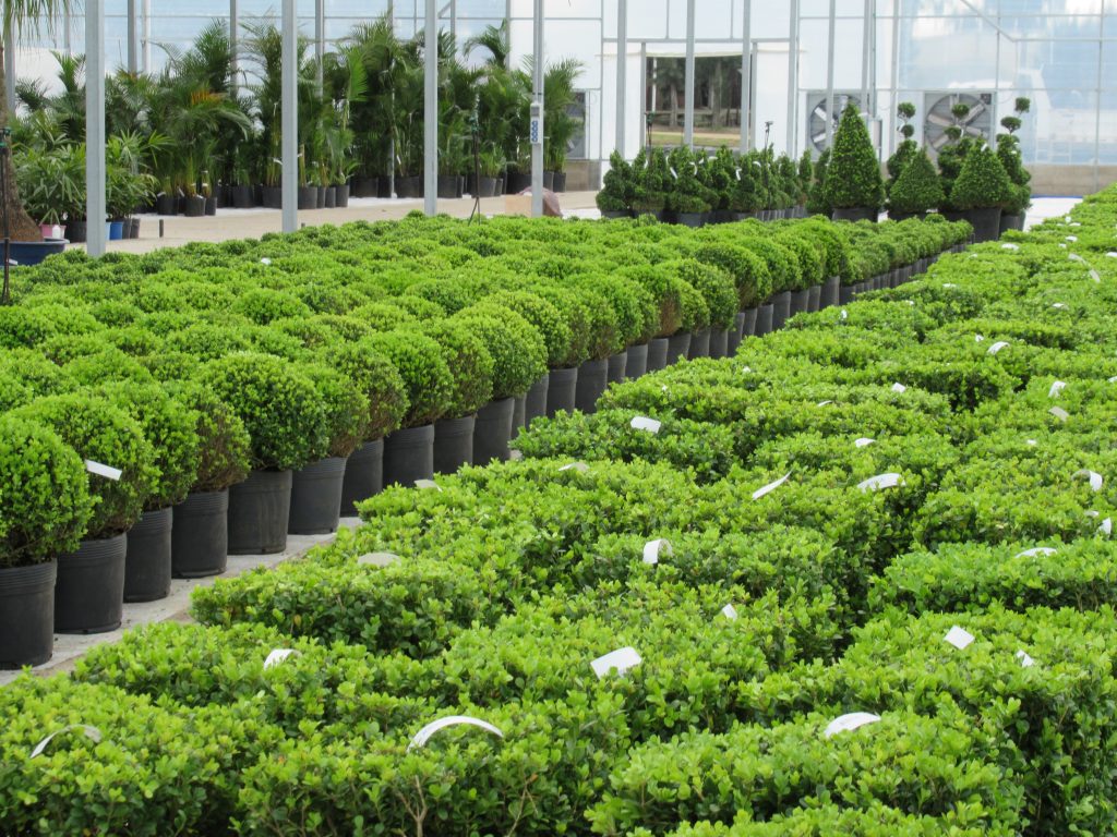 Boj – Buxus – Alvarez Cultivos