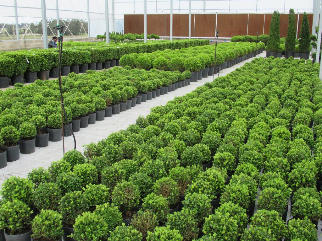 Boj – Buxus – Alvarez Cultivos