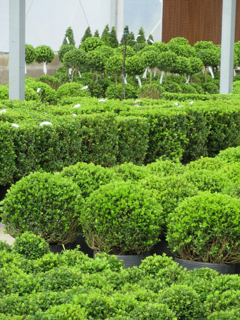 Boj – Buxus – Alvarez Cultivos