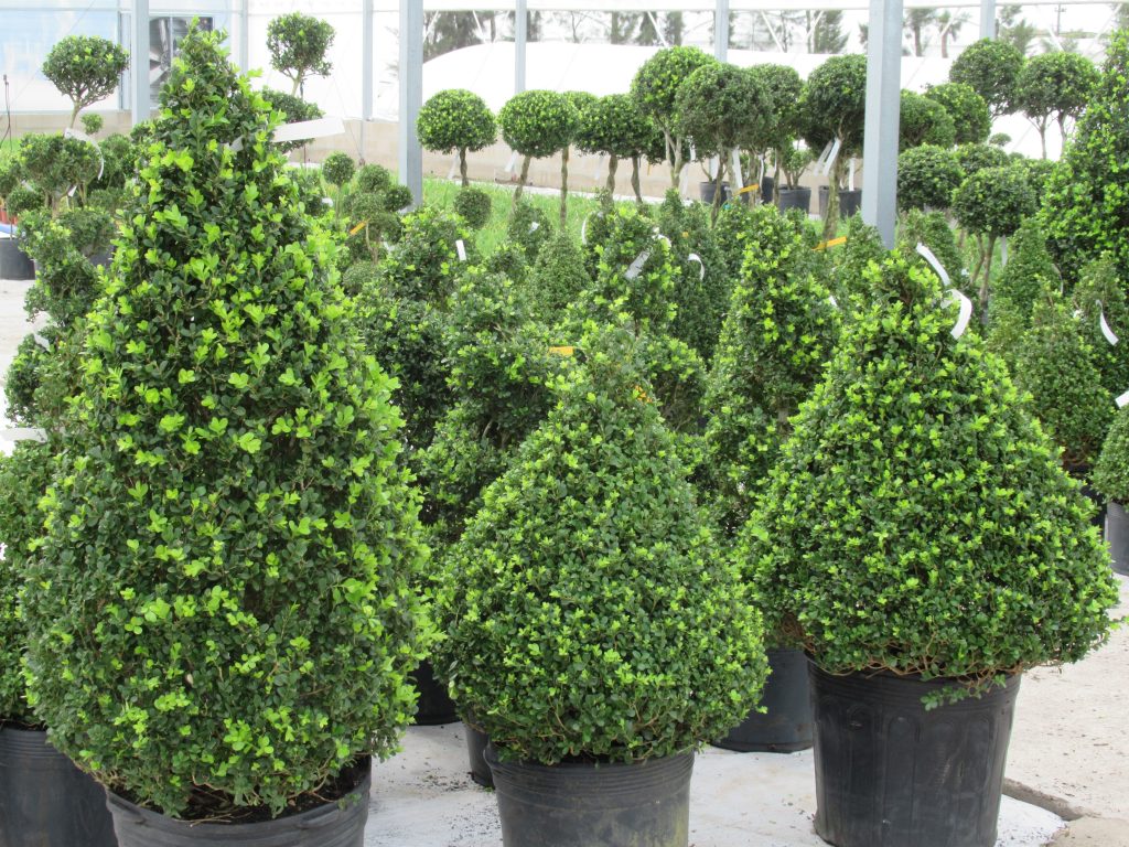 Boj – Buxus – Alvarez Cultivos