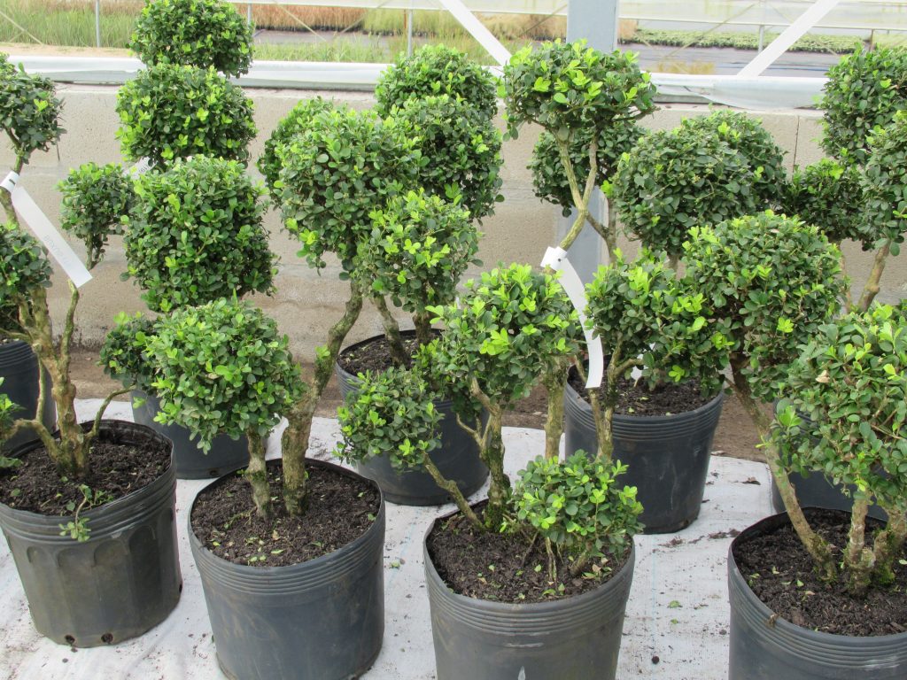 Boj – Buxus – Alvarez Cultivos