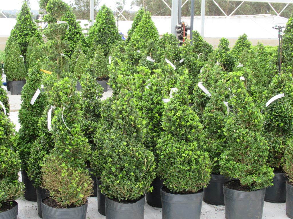 Boj – Buxus – Alvarez Cultivos
