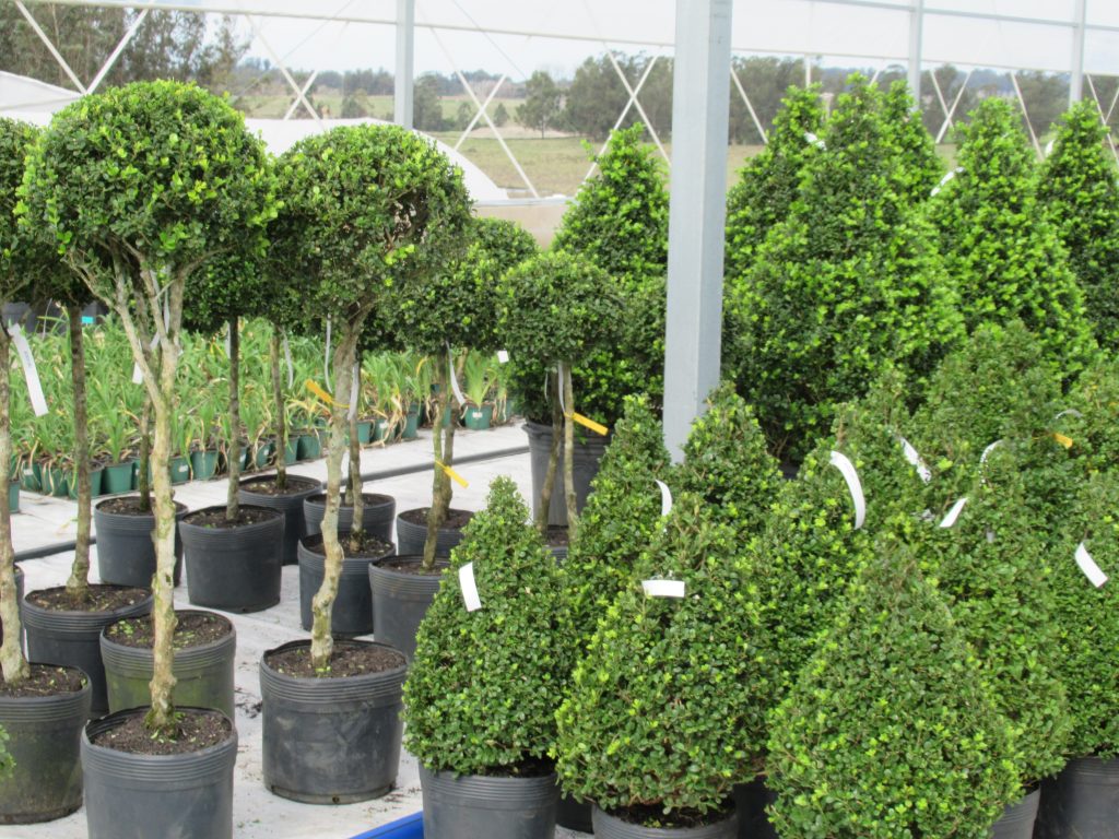 Boj – Buxus – Alvarez Cultivos