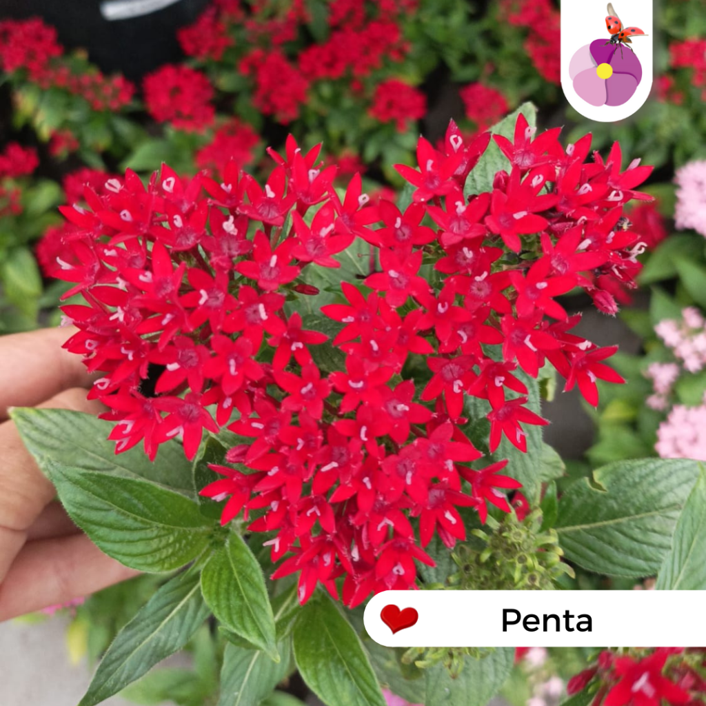 TOP 5: Plantas de flor roja que enamoran – Alvarez Cultivos